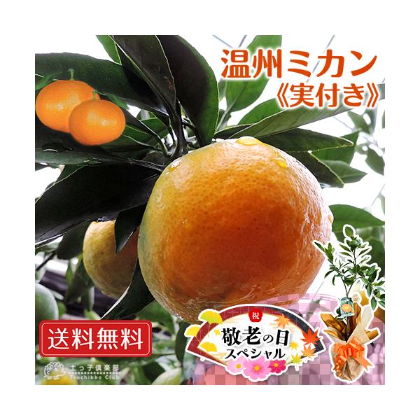早生温州（西海ミカン）の実付き苗（6号鉢）です。温州みかんは、皮がむきやすく種がないので食べやすい品種です。加熱や水洗いをせずに食べられるので、ビタミンの損失もありません。1日3個で1日に必要なビタミンＣの半分を摂取できるそうです。袋やスジ...