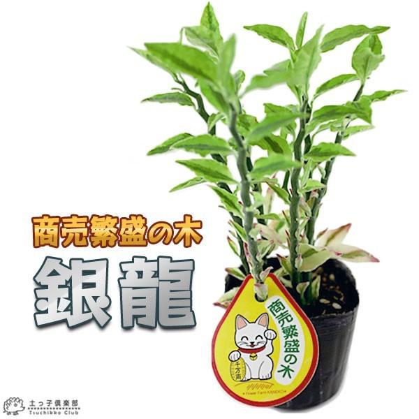茎が節ごとにジグザグに伸びるのが特徴です。昇り龍のような姿から縁起木として親しまれています。厳しい環境にもたえ、紆余曲折にも負けず、たとえ、枝が折れたとしても、新芽を次々に出すことから、商売人達が、商売繁盛を願い、この植物を好んで置くように...