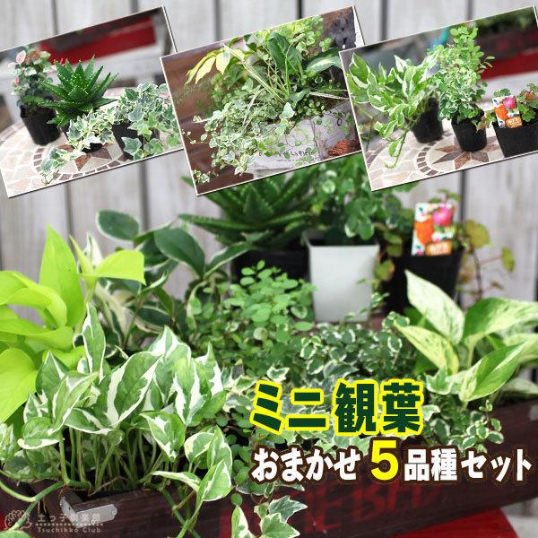 疲れて帰ってきたお部屋に観葉植物があるだけで気持ちもリラックスさせてくれます)^o^(観葉植物にはマイナスイオン効果をはじめ、お部屋の二酸化炭素を吸収し、酸素を出してくれたり、乾燥したお部屋では、蒸散量を増やしてくれる天然の加湿器効果もあり...