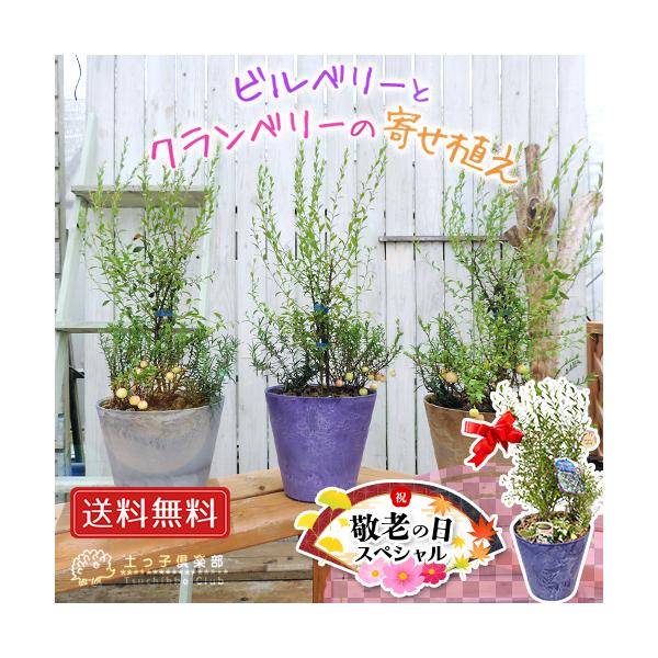 健康果樹として注目されているビルベリーとクランベリーを寄せ植えにしました。家庭果樹、観賞用として楽しめます。葉色がステキで耐寒性のある植物もおまかせでお植えしてお届けします。表面にはミズゴケを敷いて水もち良く、よりオシャレな寄せ植えに仕上げ...