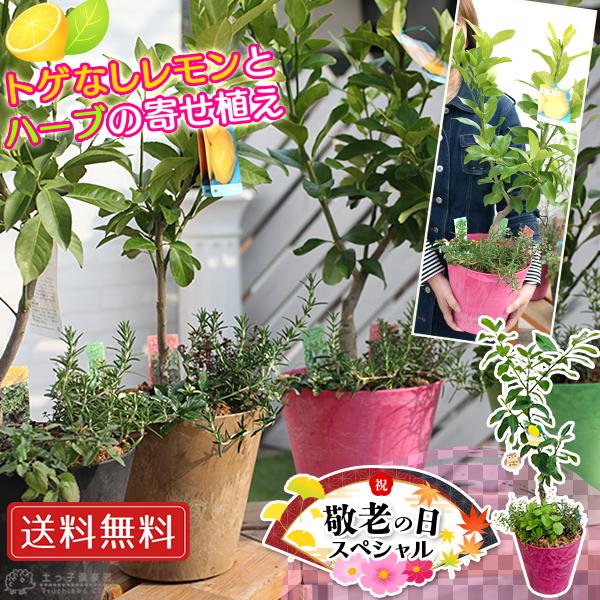 家庭果樹、観賞用として鉢のまま気軽に楽しめるオシャレで可愛い寄せ植えです♪当店大人気の「トゲなしレモン」と相性の良いハーブを 機能性抜群の鉢「アートストーン」に寄せ植えしました。ハーブもお料理などに使い勝手の良い３大ハーブのタイム、ミント、...