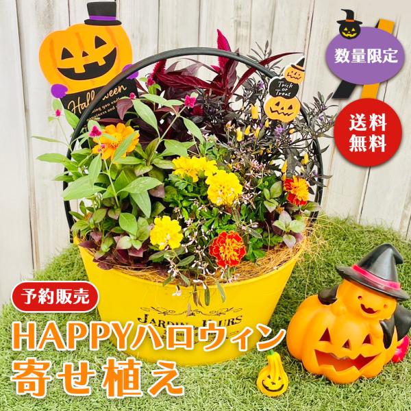 【発売日：2026年10月07日】存在感抜群のハロウィンピック＋ハロウィンメッセージスティック付き♪届いてポン！と置くだけでハロウィン気分♪その後もハロウィンが終わったら、ハロウィンピックをはずせば、秋の寄せ植えに早変わりします。お客様に長...