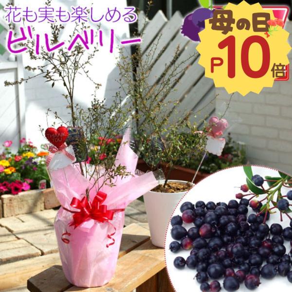 健康果樹として注目されているビルベリーの鉢植えです。お値段もとってもリーズナブル^^ 家庭果樹、観賞用として楽しめます。目に良いとされる「アントシアニン」がブルーベリーより含まれているということで人気があります。春にすずなりの花、初夏に果実...