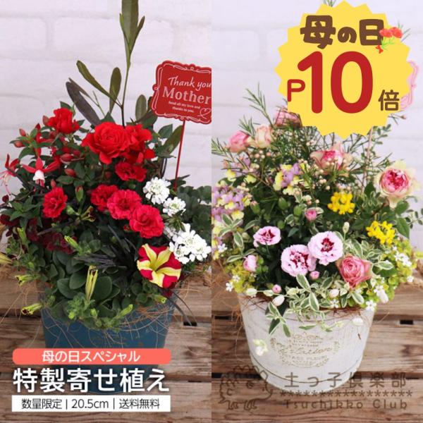土っ子倶楽部が母の日のためだけにおつくりする特別な寄せ植えです。2つのタイプから選ぶことができます。当店のベテランスタッフが、オシャレで軽いブリキの鉢にひとつ、ひとつ丁寧に真心を込めておつくりいたします。土っ子倶楽部のスタッフが愛情を込めた...