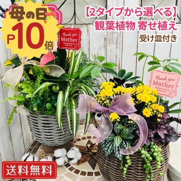 母の日にへお母さんへお部屋に飾れる花束のようなおしゃれな寄せ植えを贈りませんか？♪観葉植物とカラーリーフを使ったお部屋に飾れる土っ子倶楽部特製寄せ植えが新登場！秋抜きされたベラポンというヤシの実の繊維を使用した園芸資材を土の代わりに使用して...