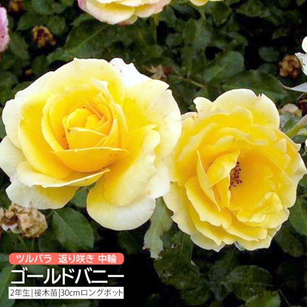 クリアな花色で房咲きの多花性。耐病性抜群の強健さは、ガーデン用に最高の品種です。他の花に先駆けて咲き、花もちもよいです。