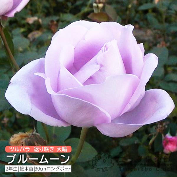 明るく穏やかな藤色の大輪花を咲かせる耐病性に優れたツル性バラです。涼しげで美しい色彩で、とても香り豊かな人気の品種。花径15cm、花弁数25〜30枚で春に咲いた後、同じ枝に何度か繰り返して咲きます。