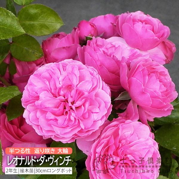 「レオナルド・ダ・ヴィンチ」は、クォータロゼット咲きで、花持ち、花付が良い品種。返り咲き性(春と、夏または秋に開花）香りは微香で耐病性に優れています。