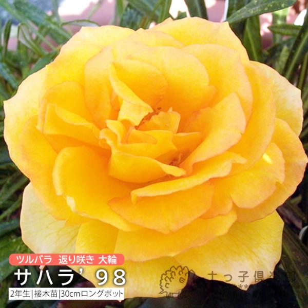ツルバラで黄色から段々とオレンジに変化していきます。秋にもよく咲きます。返り咲き品種。