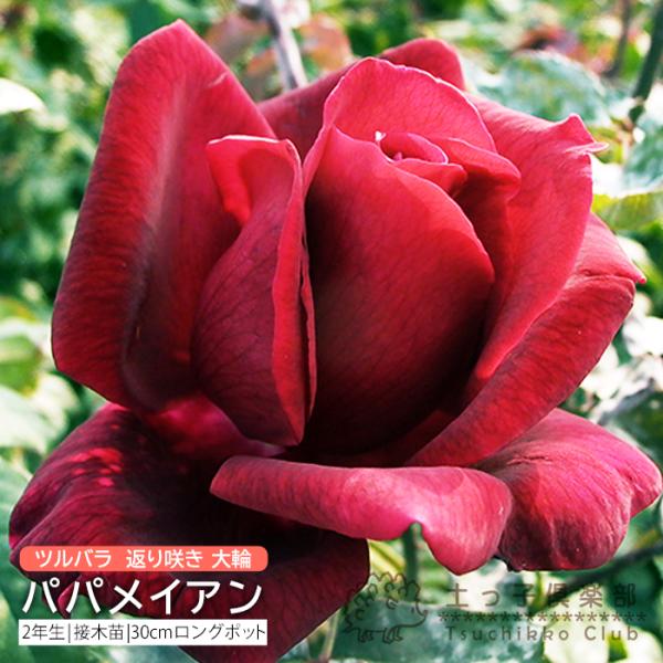 名花パパメイアンの枝変わりで、大輪の花です。香りも大変よいバラです。