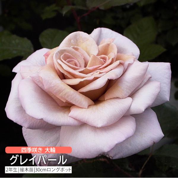 花色がとてもユニークなことで有名な「グレイ・パール」。灰色にオリーブ色や茶色が混ざった神秘的な色。（薄ピンク、ラベンダー、グレイ、ブラウン等の色が絡まり合い、一言では言い表わせない花色）四季咲き大輪で、丸弁ロゼット咲き。となっています。香り...