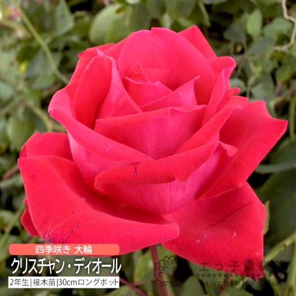 これぞ赤！というように見事な花色です。花形も完璧で、赤花の目標とされています。この花の気品はダントツ。
