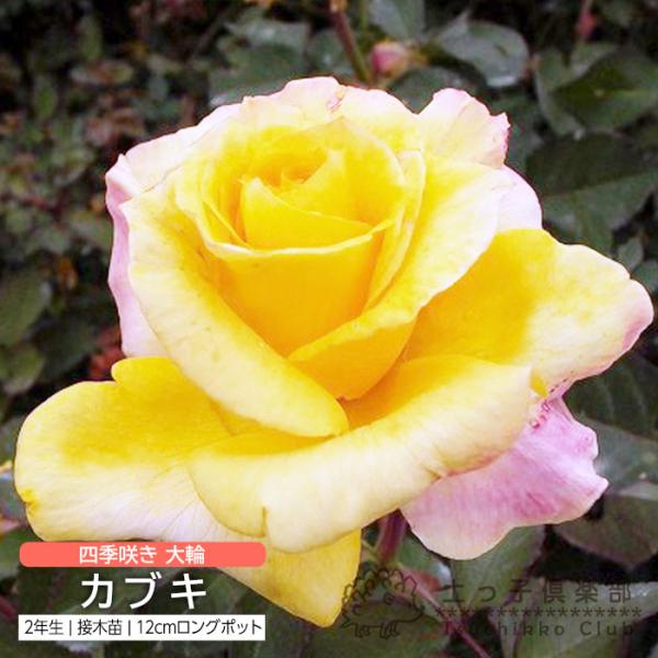 丸弁平咲きの大輪花です。花付きがよく早咲きなのに見事です。ガーデン、鉢植え、スタンダード仕立てに。うどんこ病に強いです。
