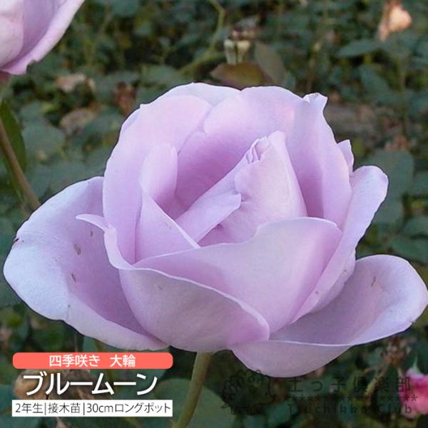 つぼみのときは濃いピンクの花が、開くとやさしい藤色になる青バラの名品種。甘い香りが、疲れた心を癒やしてくれます。花色は、肥料や温度によってはブルーよりになるそうです。強健で育てやすい品種で、トゲは少なく、耐病性に優れていて、樹高は1.5m程...
