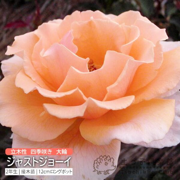 オレンジ色の花色で、独特の縁が波打ったような花弁を持つ品種でふんわりと咲きます。香りがとても良く、葉も照りがあり美しいです。強く丈夫で育てやすく、花壇や切り花に向いています。株は横に広がるタイプです。