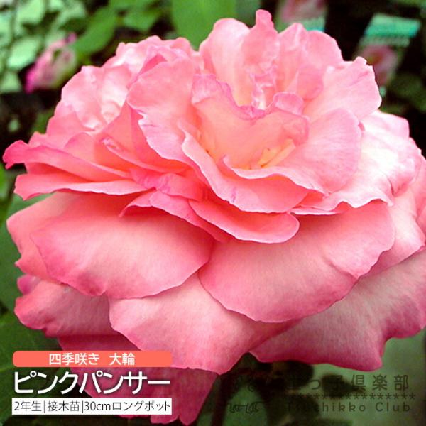 サーモンピンクの明るい花色で花もちがよい薔薇です。強健で耐病性があり、育てやすい。