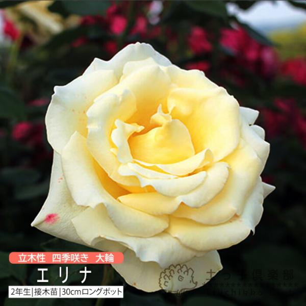 耐病性があり、樹勢の強いバラです。2006年に殿堂入りバラに。