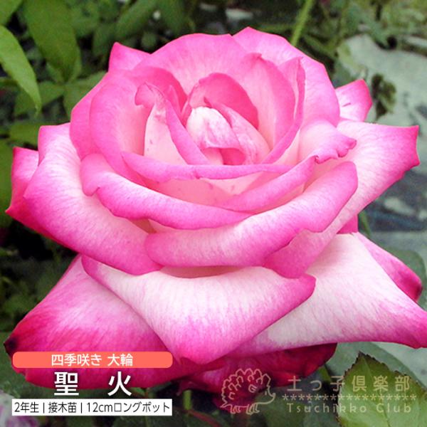 横張性の薔薇で、白と赤のコントラストが美しい品種。強健で大株になります。日本作出バラの代表花のひとつ。大輪種で房咲きになり花たち多く、長く花を楽しめます。