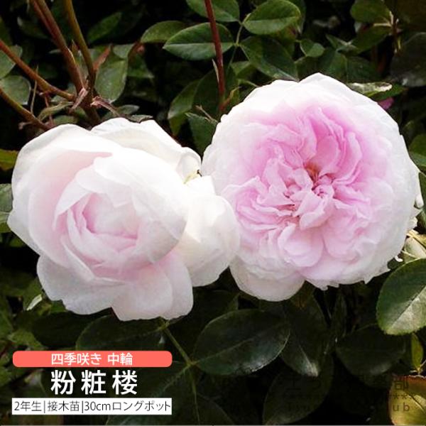 ぎっしりと重なった花びらからは甘い香りがふんわり、外側の花弁は白っぽく、内側の花びらは淡桃色にほんのりと染まって、綺麗です。細い枝がしとやかで、やや下向きに咲くロゼット咲きの小輪花がやわらかな風情。開花後に切り戻すと、また次々に開花します。...