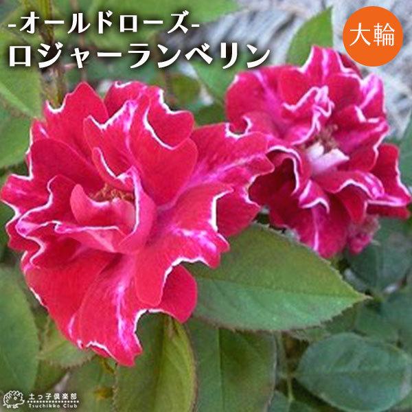 クリムゾンレッドに白の覆輪がとても豪華で、弁端にきざみのはいる個性的なバラです。花径8〜10cm、盃状咲きのバラが房咲きになり、中心に黄金色のしべをのぞかせます。一季咲きですが、春咲いた後、不定期にもう一度咲く返り咲きすることもあります。香...