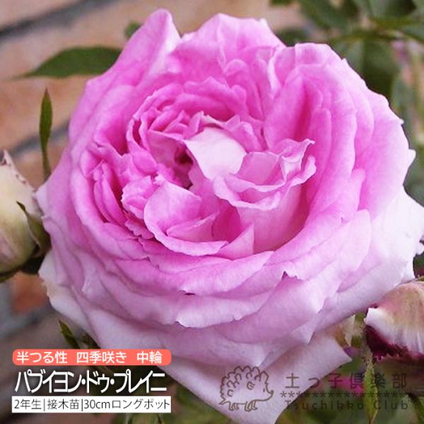 細枝でディープカップ咲きの薔薇です。紫がかったピンクで外側が白っぽいピンク色。花色と曲線が美しく優美な印象があります。深みのある甘い香りも魅力です。
