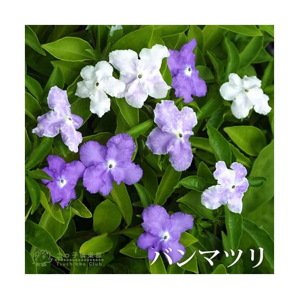 咲いたときは紫の花が、やがて白く変化して、株いっぱいに2色の花が咲いているように見えます。ジャスミンの仲間ではないのですが、その香りで「茉莉（まつり）」と名がつきました。昼間より夜間のほうが、香りが濃いと言われています。10℃を切ると葉が薄...