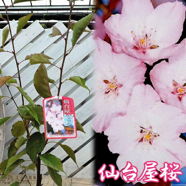 仙台屋桜(せんだいや)は、丸みのある大輪の美しい一重桜です。葉の形態からヤマザクラ(山桜)の栽培品種で、オオヤマザクラのような紅色の花です。高知県の仙台屋というお店にあったことから、この名が付いたそうです。幼葉は赤みを帯び、開花は染井吉野よ...