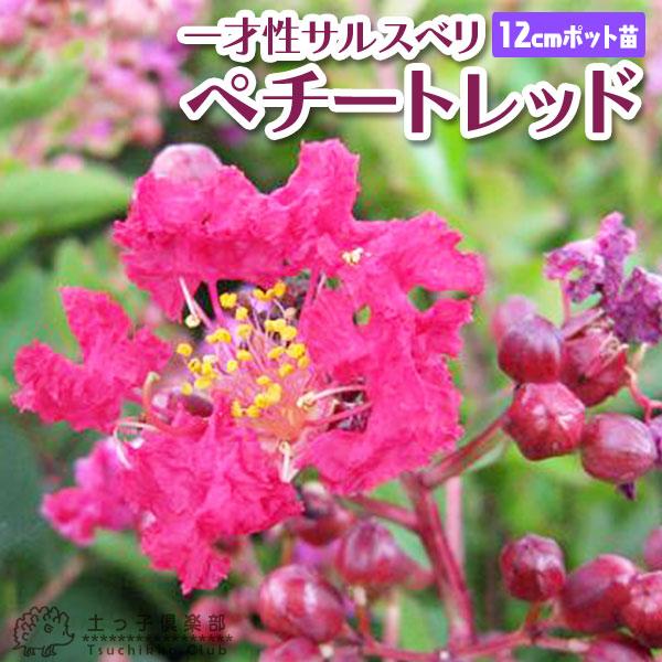 夏の花木の代表、サルスベリ。よく枝分かれし、生長も緩やか。庭植えはもちろん、鉢植えにもオススメです。「百日紅」といわれるように、花は夏〜秋にかけて非常に長い間咲き続けます。【ペチートレッド】の花色は赤。「一才系」で樹高も高くならず、狭い庭で...
