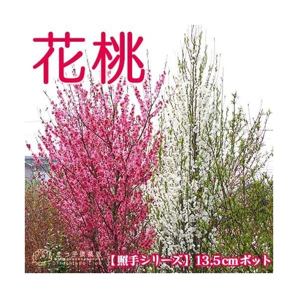 「梅、桃、桜」といわれ、花桃は代表的な春咲き花木で、古くから人々に親しまれきました。桃の節句などには切り枝として多く利用されますが、従来種は枝が横に拡がるので庭木としての利用は少ないようです。「照手シリーズ」は、ほうき性の樹形が特徴。花も大...