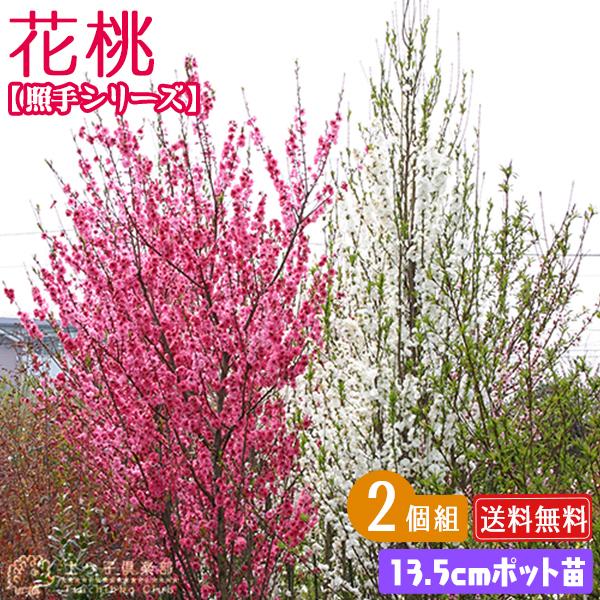 「梅、桃、桜」といわれ、花桃は代表的な春咲き花木で、古くから人々に親しまれきました。桃の節句などには切り枝として多く利用されますが、従来種は枝が横に拡がるので庭木としての利用は少ないようです。「照手シリーズ」は、ほうき性の樹形が特徴。花も大...