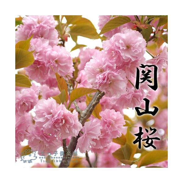 桜の中でも4月下旬頃に開花する遅咲き種『関山』。 豪華で華やかな八重咲き種で、花持ちが良いのが特徴です。関東地方でよく見られる八重咲き桜はこの関山桜で、桜湯に使う桜漬け(塩漬け)としても用いられています。サトザクラの栽培品種で、八重咲きの代...