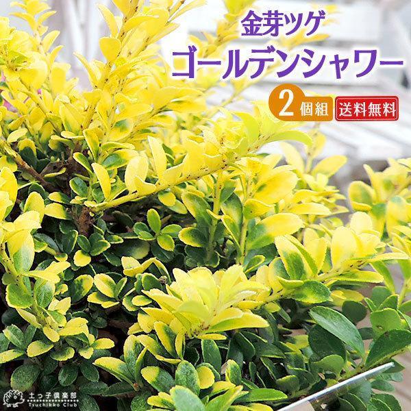 金芽つげ(キンメツゲ)は 新芽が金色になることからこの名がつけられたといわれ、葉がツゲより小さめでツヤがあります。 4〜5月、9月〜10月頃が特に見頃です。和風 洋風どちらのお庭にもなじみます。 萌芽力が強く、黄金葉があざやかに芽吹きます。...