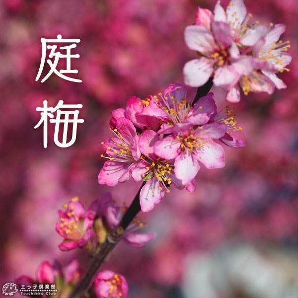 ３月頃から開花し、その後、実も楽しめることで人気です。 別名「林生梅(リンショウバイ)」とも呼ばれ、梅に似た花を咲かせます。 枝ぶりはコンパクトにまとまるので、栽培しやすい。果実は生食できます。 庭桜に似ていますが、庭桜は「八重」で庭梅は「...