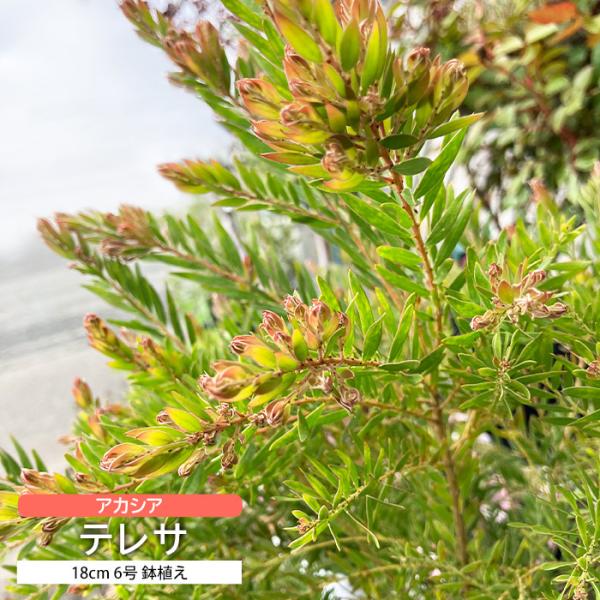 春の訪れを感じさせてくれる花木として人気の高いアカシアの木。その中でもアカシアテレサは、成長しても約1.5メートルほどとコンパクトにまとまり易く、これまで大きくなりすぎてしまうアカシアを避けられてきた方にとってもおすすめのアカシアです♪