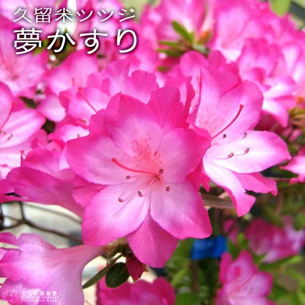 花色鮮やか！鉢植え、庭植え、生垣にと用途多様な久留米ツツジです。「夢かすり」は鮮やかなピンクに白いスロートの花を株いっぱいに咲かせます。※種苗登録品種 登録番号第16132号花は小さいが、花付きがすこぶるいい！樹勢強健！江戸時代に福岡県久留...