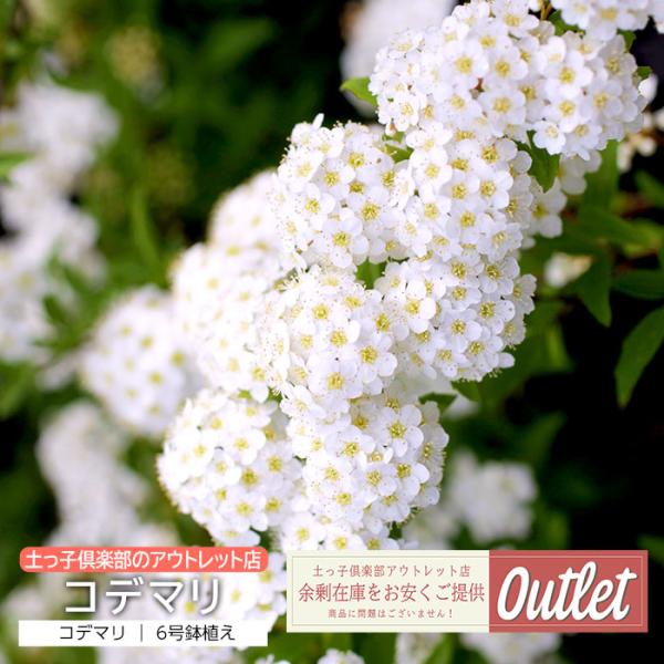 ・ポットサイズ：18cm（6号）鉢植え・お届け時高さ：約80cm(容器含む)※今期の花は終了しております。翌年以降からの開花となります。