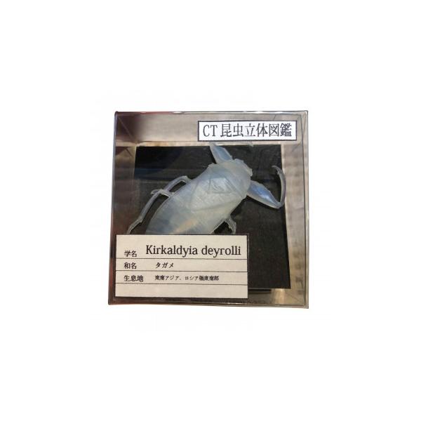 昆虫立体図鑑タガメ!タガメのフィギュア!【あすつく対象外商品】【お取り寄せ商品、4〜7営業日前後で発送予定】