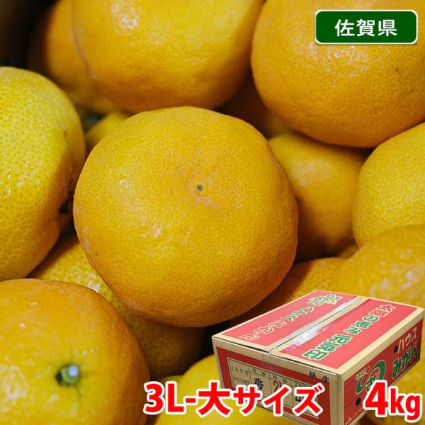 夏場に食べられるハウスみかんは、甘みと酸味のバランスが絶妙。皮の色が青っぽいものもありますが、さわやかな甘味があります。ハウス栽培品は、酸味が少なく甘さも十分にあります。