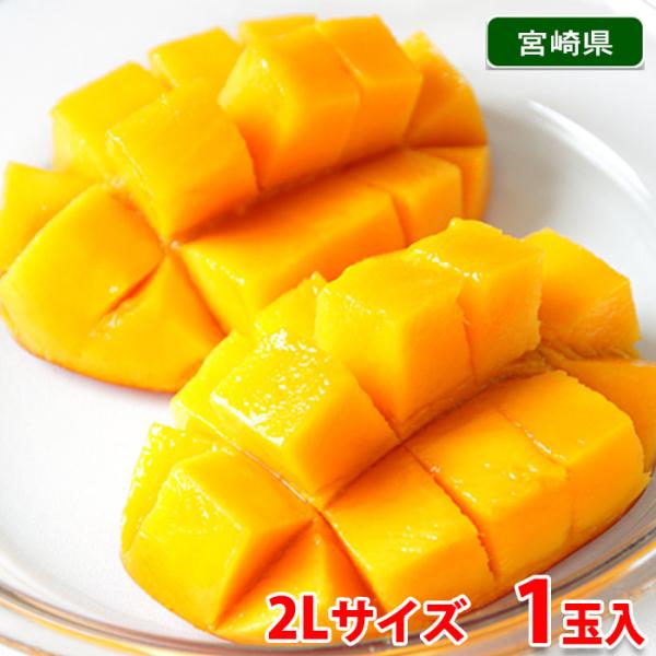 マンゴー本来のおいしさ、香りを十分に蓄えた真っ赤な色味が特徴的な宮崎県産の完熟マンゴー。樹から栄養をたくさんもらった一番おいしい期間を逃さないように、一つ一つの果実をネットで包み、果実が熟してネットに自然に落果するのを待って収穫されます。マ...