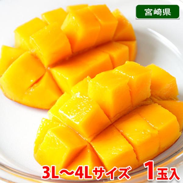 マンゴー本来のおいしさ、香りを十分に蓄えた真っ赤な色味が特徴的な宮崎県産の完熟マンゴー。樹から栄養をたくさんもらった一番おいしい期間を逃さないように、一つ一つの果実をネットで包み、果実が熟してネットに自然に落果するのを待って収穫されます。マ...