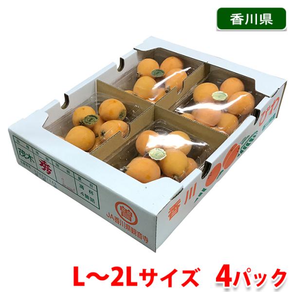 ハウスびわの生産が盛んな香川県は全国でも屈指の生産量を誇っています。旬の時期は5月〜7月頃で、県内の主な産地は、さぬき市、高松市、坂出市、善通寺市、観音寺市などです。