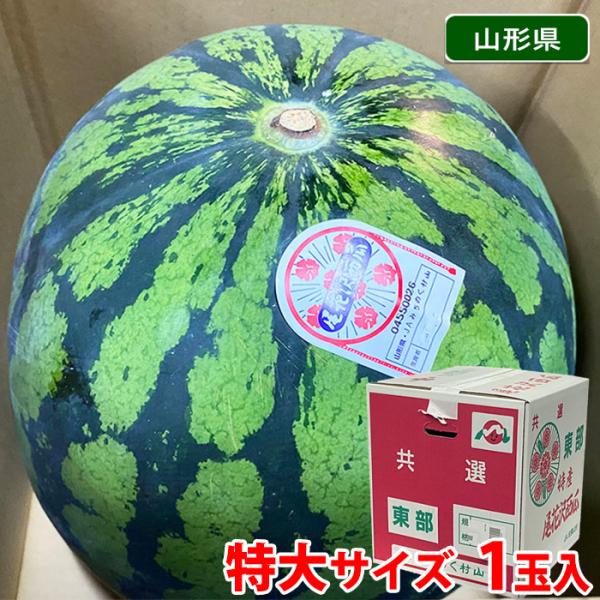 夏スイカの生産量日本一を誇る、山形県の名産品「尾花沢すいか」。糖度11〜13度以上あり、おいしいと評判のスイカです。シャリシャリ感があり、果肉がしっかりとつまっていて、とても甘みがあります。【A等級】お中元や贈答用・ギフトにおすすめです。【...
