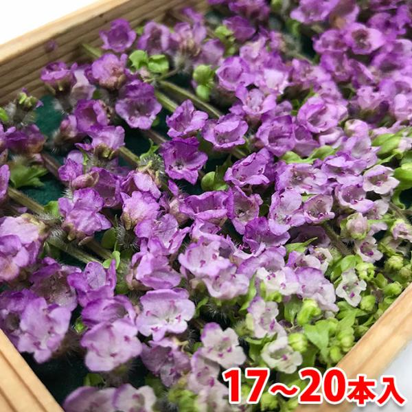 お刺身に巻いたり、お醤油にちらしてお刺身につけてお召し上がり下さい。紫蘇の鮮やかな色合いと香りの良さをお楽しみいただけます。※傷みやすいので、冷蔵庫に保管いただき、お早めにお召し上がりください。