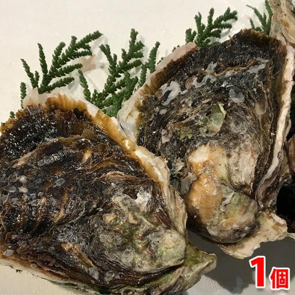隠岐の岩がき島根県の隠岐島で養殖された生食用の岩牡蠣です。殻が大きくて厚く、身がつまっていて濃厚な旨味があります。例年、3月〜6月頃に中央卸売市場に入荷しますが、ピークは4月〜5月頃。鮮度がよい状態でお届けするため、入荷日に発送させていただ...