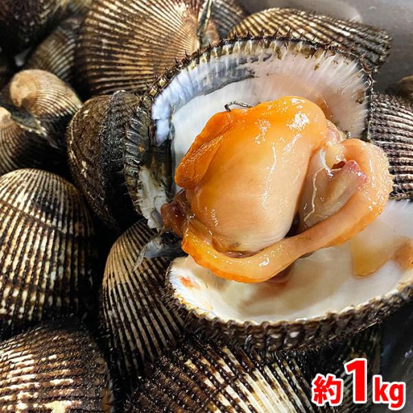 寿司ネタとしてもメジャーな、身の厚い活き赤貝です。中国やロシアからの輸入品となります。※まれに宮城県名取の特産「閖上赤貝」も入荷してきますので、国産赤貝でお届けさせていただくこともあります。※発送時（中央卸売市場）は活き状態ですが、必ずしも...