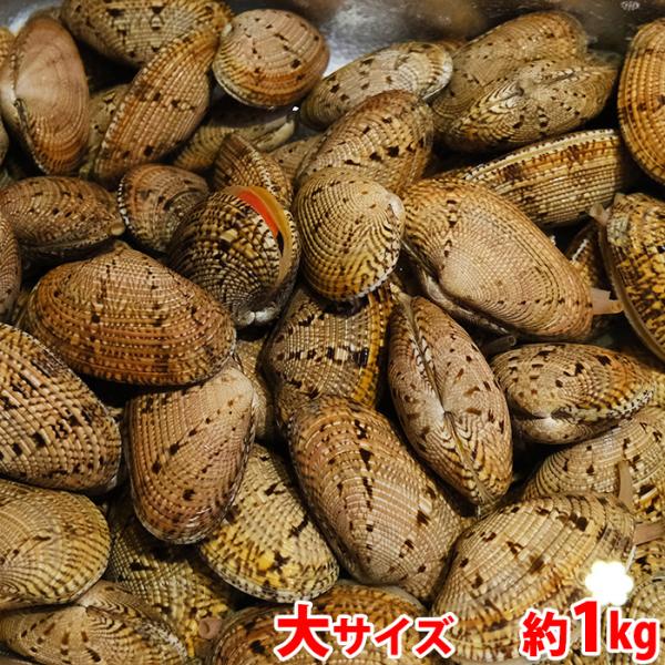 すだれ貝（スダレガイ）は貝殻の色味から、姫貝とも呼ばれます。アサリのような味わいがあり、お吸い物やスープパスタなどにご利用ください。※入荷状況により兵庫県などの他産地に変更になる場合がございます。あらかじめご了承ください。※発送時（中央卸売...