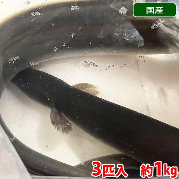 貴重な国産の活鰻（うなぎ）です。3匹入りで約1kgとなります。（1匹あたりのサイズは個体差がございます。）お召し上がりの際は、さばいて焼いて、タレ漬け等の調理を行ってくださいませ。産地は、愛知、鹿児島、静岡など、入荷時にお勧めのウナギを専門...