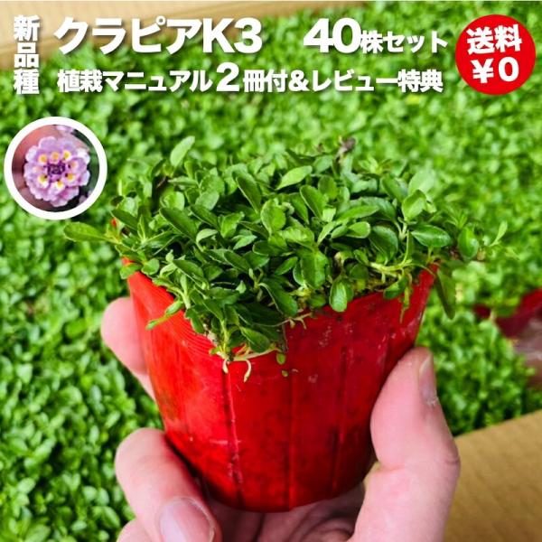 【レビュー特典は有機入り一発果菜肥料100ｇになります】※レビューは商品到着後にご投稿ください。【クラピア】：K3（薄桃） 9cmポット 40株【植栽マニュアル】：植え方・育て方各１冊【クラピアK3の特徴】花の色：濃いピンク成長速度：K7、...
