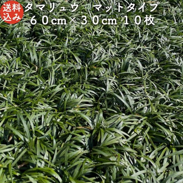 グランドカバーの王様、玉竜のマットタイプマットサイズ：30cm×60cm内容量：１０枚生産地：三重県鈴鹿市一流造園企業や日本人であればどなたでもご存知の某有名施設にも納品されている生産者さんから直送でお届けいたします！年間５０万株以上の出荷...