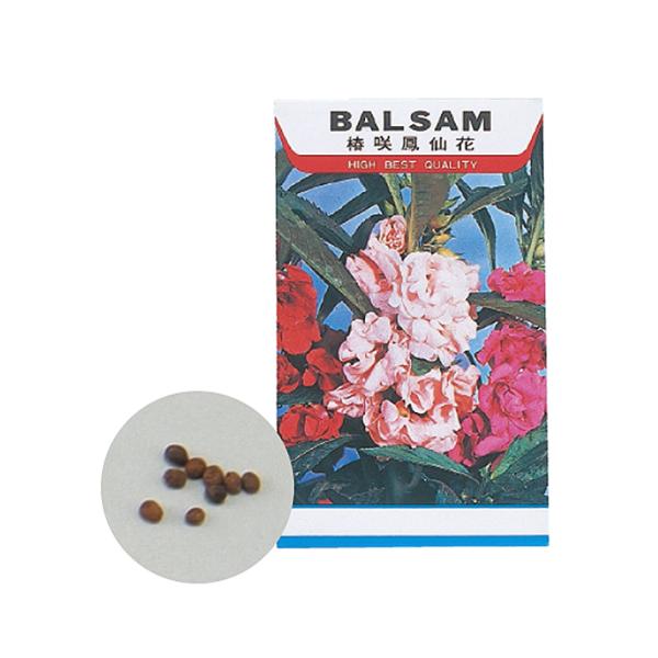 ガーデニングにピッタリのホウセンカの種♪学校での植物栽培にも適しています。【入数】約35〜40粒※お取り寄せ商品の為、納品に3〜7日程度頂戴する場合がございます。※お使いの画面環境により画像の色味に多少の差異が生じます。予めご了承ください。...